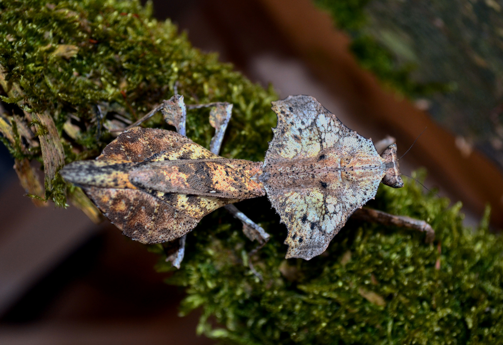 Brancsikia freyi (Madagascan deadleaf mantis) - Mantis Den