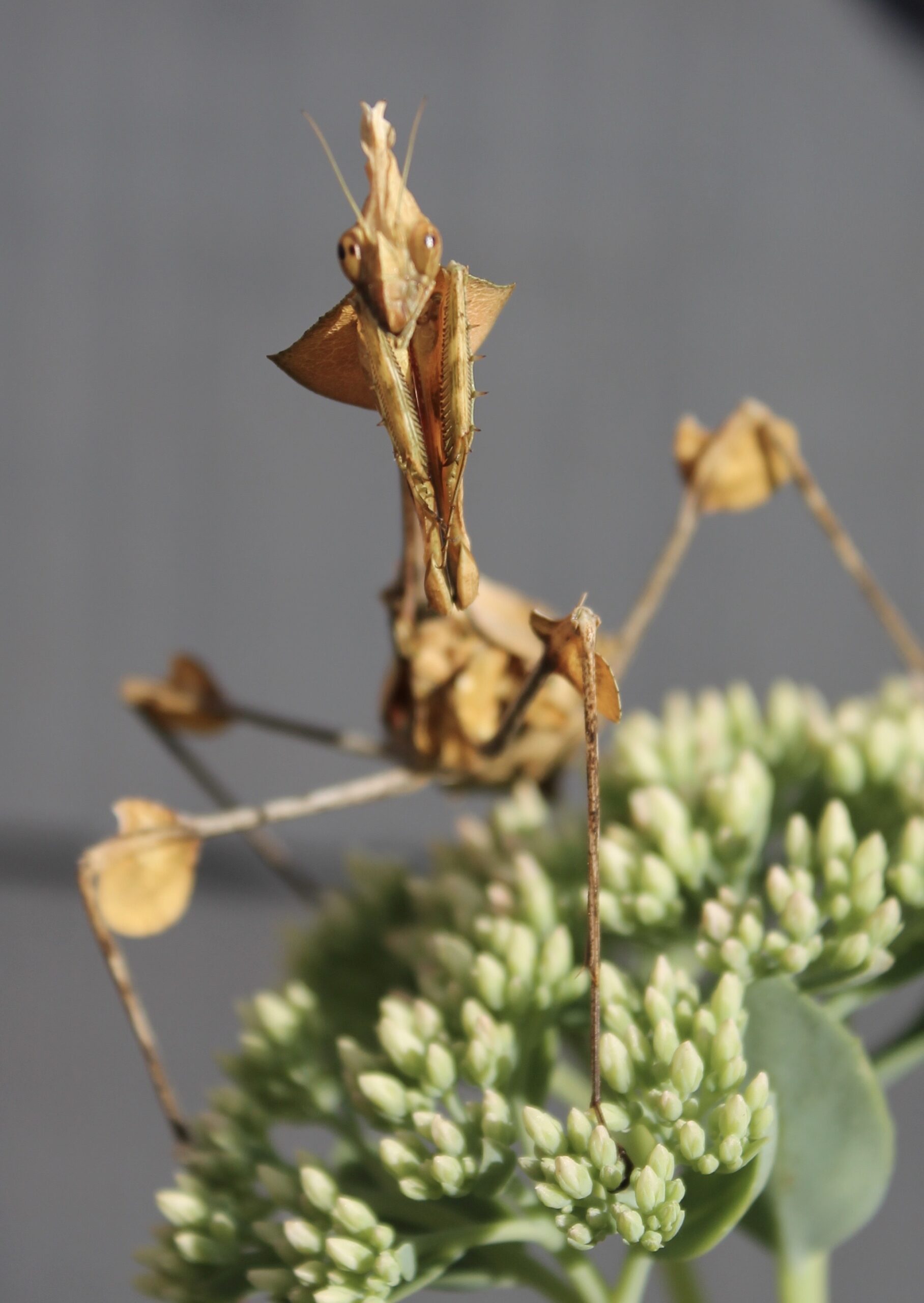 Gongylus gongylodes (violin mantis) - Mantis Den