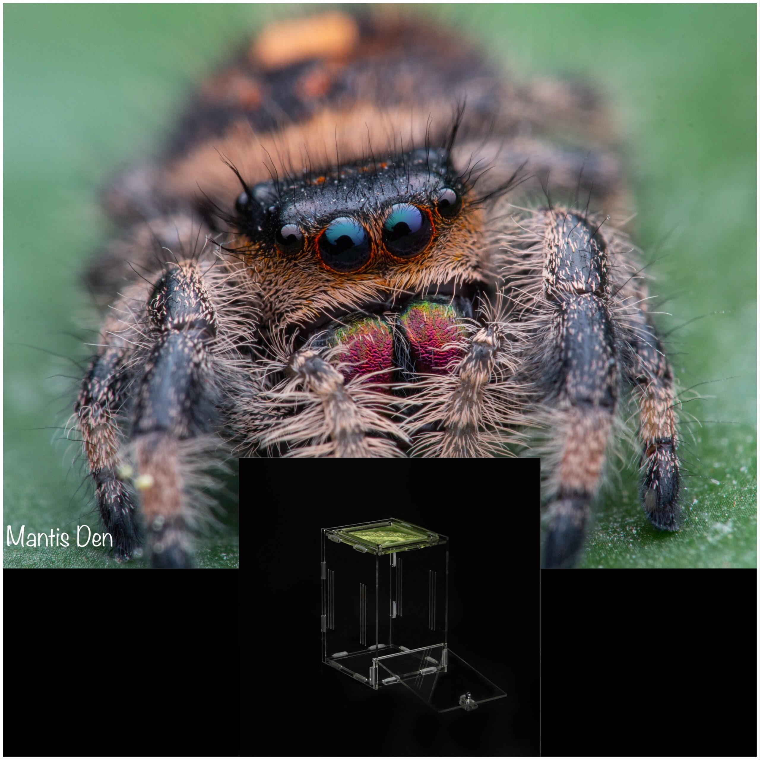 Phidippus regius starter kit (Regal jumping spider) - Mantis Den