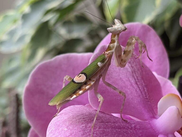 Creobroter sp Yunnan (Yunnan Flower mantis) - Mantis Den