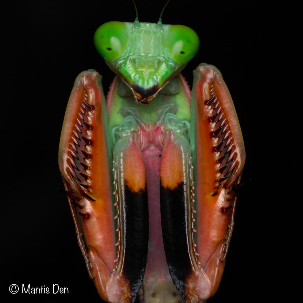 Hierodula majuscula PAIR (giant rainforest mantis) - Mantis Den