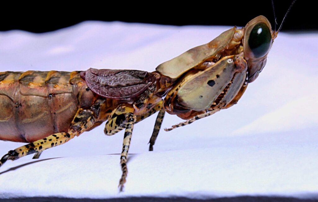 Tarachodula pantherina (Panther mantis) - Mantis Den