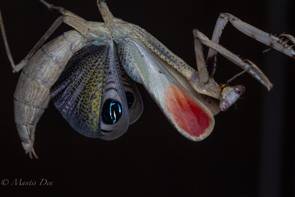 Mantis Den large enclosure + free mantis bundle - Mantis Den