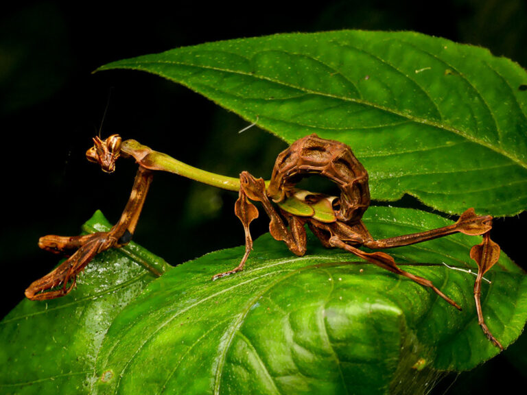 Vates cf weyrauchi - Mantis Den