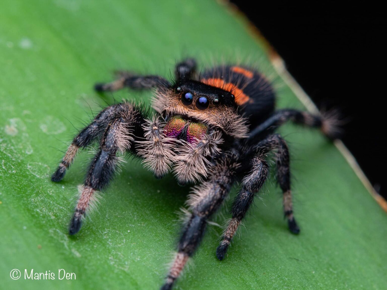 Phidippus regius dos gardenas (Regal jumping spider) - Mantis Den