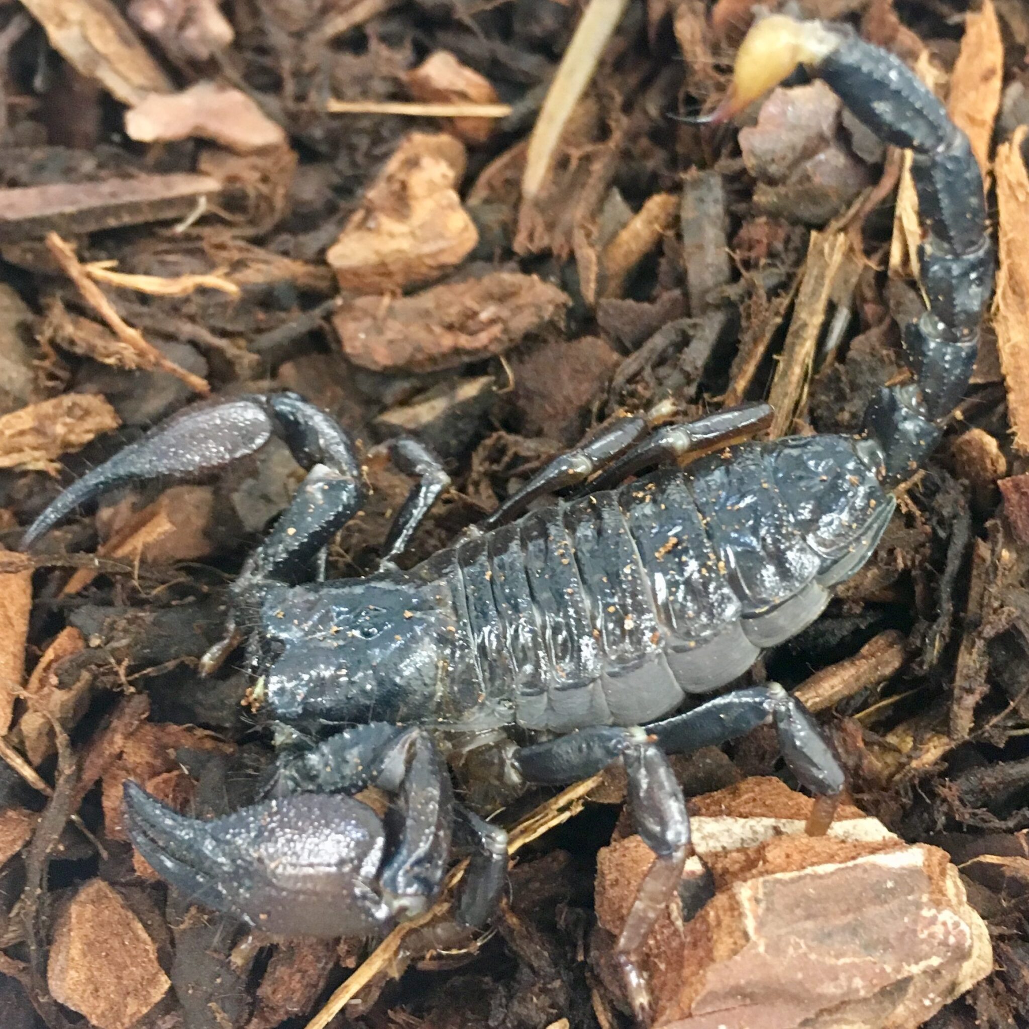 Pandinus viatoris (Cave Clawed Scorpion) - Mantis Den