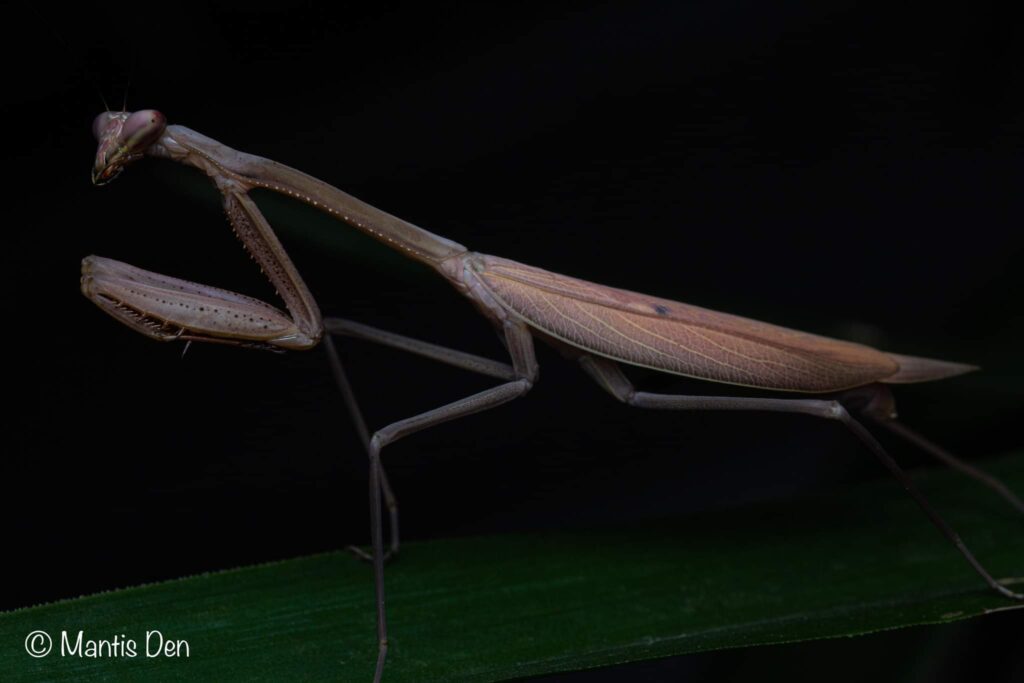 Oxyopsis peruviana (Peruvian leaf mantis) - Mantis Den