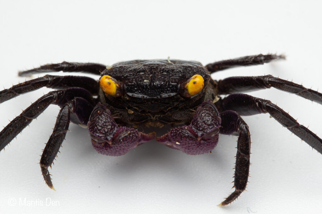 Geosesarma bogorensis - Purple Vampire crab - Mantis Den