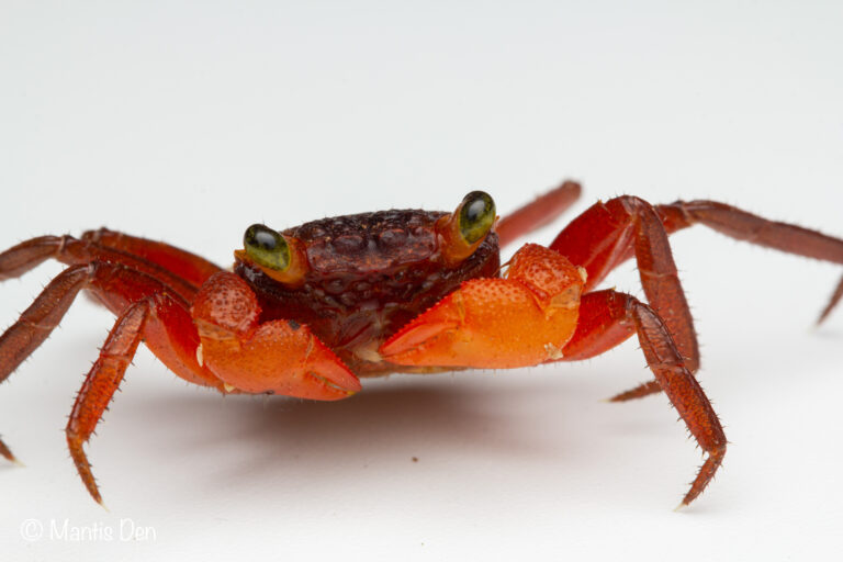 Geosesarma notophorum - Mandarin Vampire Crab - Mantis Den