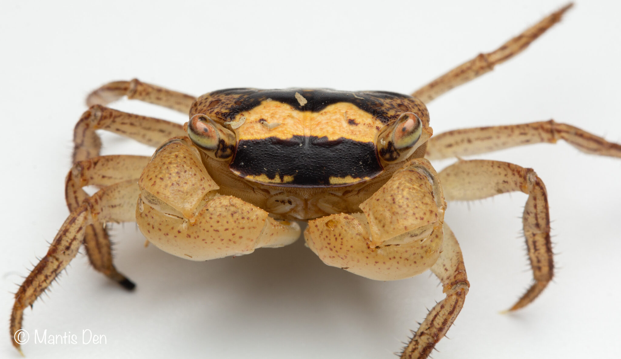 Metasesarma obesum - Marble Batik Crab - Mantis Den