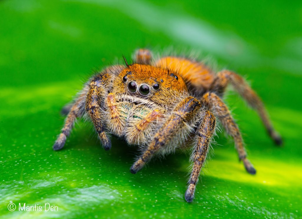 Phidippus apacheanus (Apache jumping spider) - Mantis Den